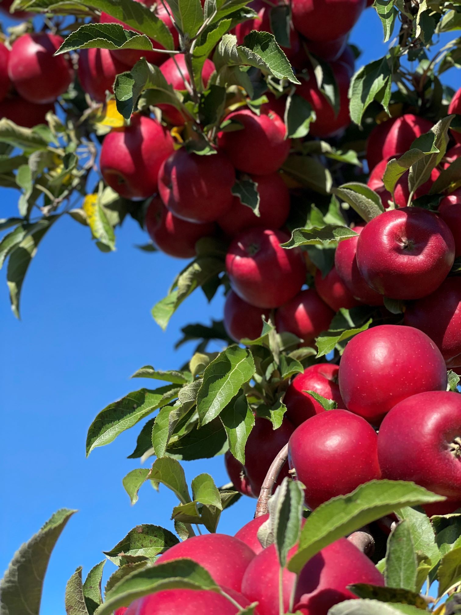 Becker Farms celebrates its 130th family farm anniversary with best ...