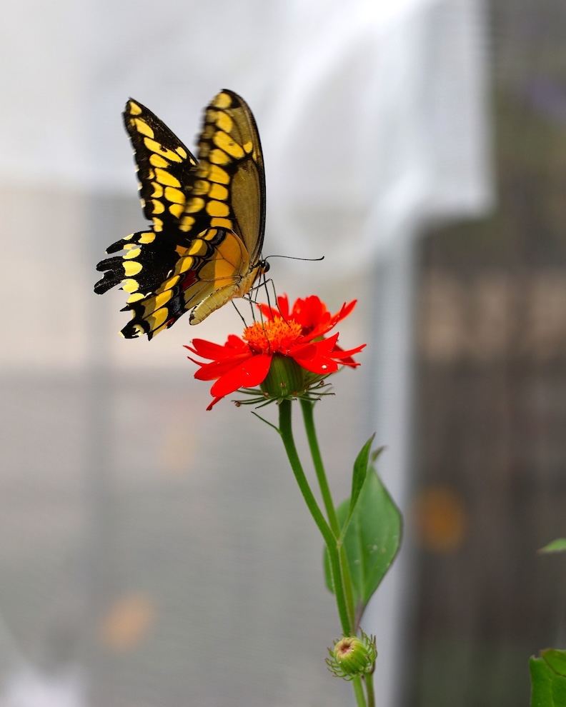 Live 'Butterfly Experience' returns to Botanical Gardens with new ...
