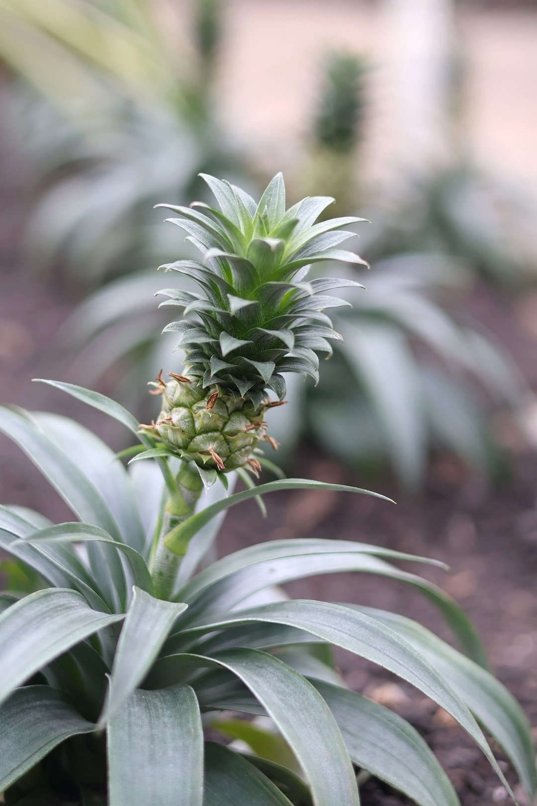 Botanical Gardens opens new tropical orchard exhibit after complete ...