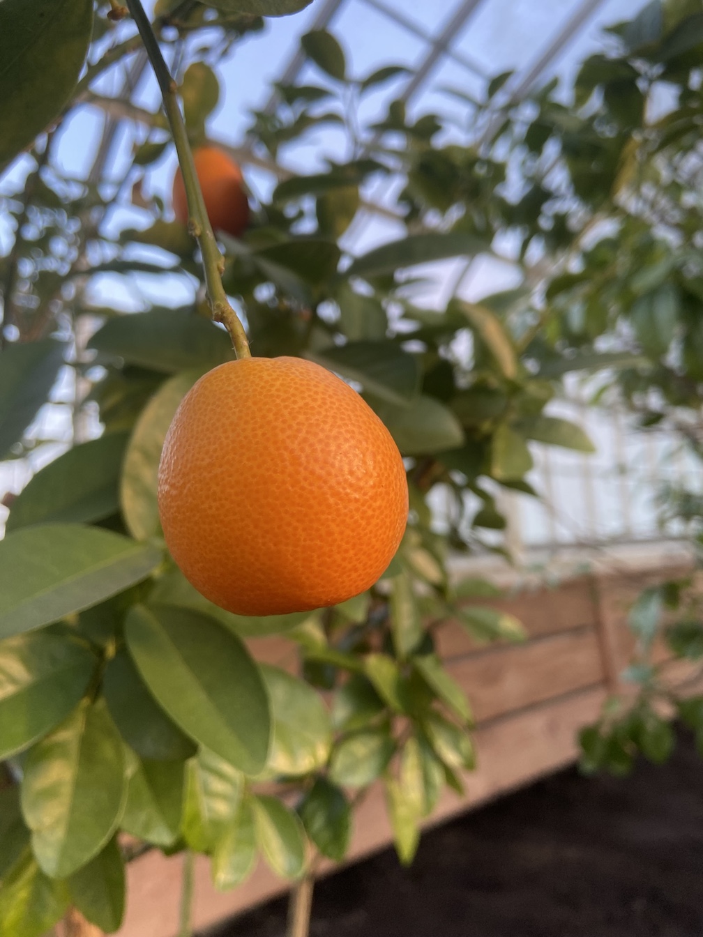 Botanical Gardens opens new tropical orchard exhibit after complete ...