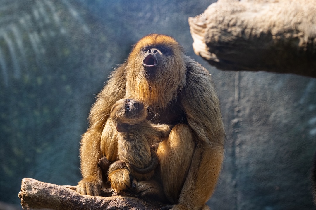 Buffalo Zoo announces birth of black howler monkey