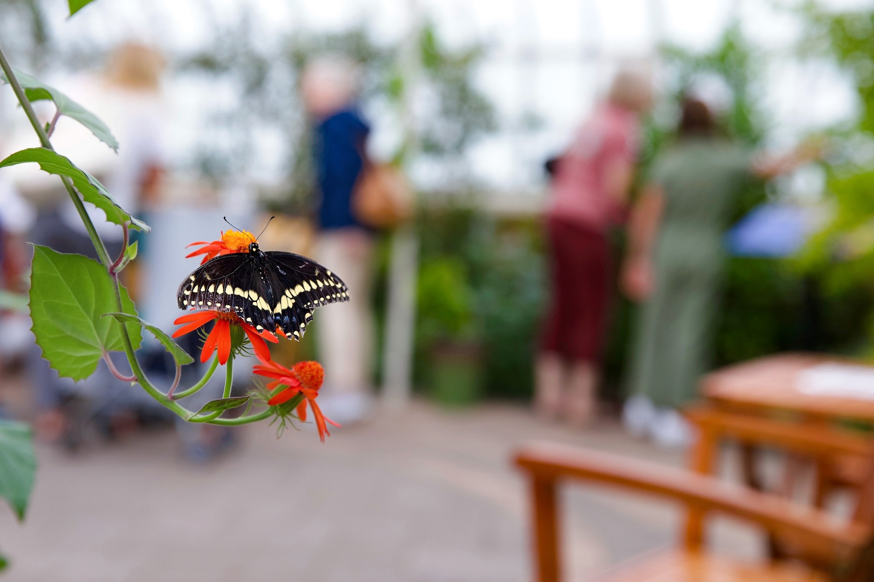 Live 'Butterfly Experience' returns to Botanical Gardens with new ...