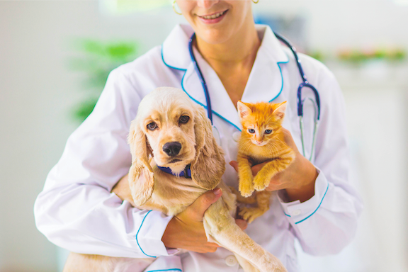 Niagara County Department of Health offering free rabies immunization ...