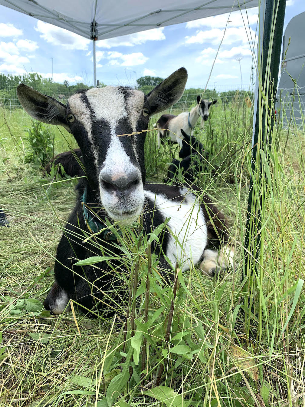 Silo City to get goatscaping treatment, makeover as part of pilot ...