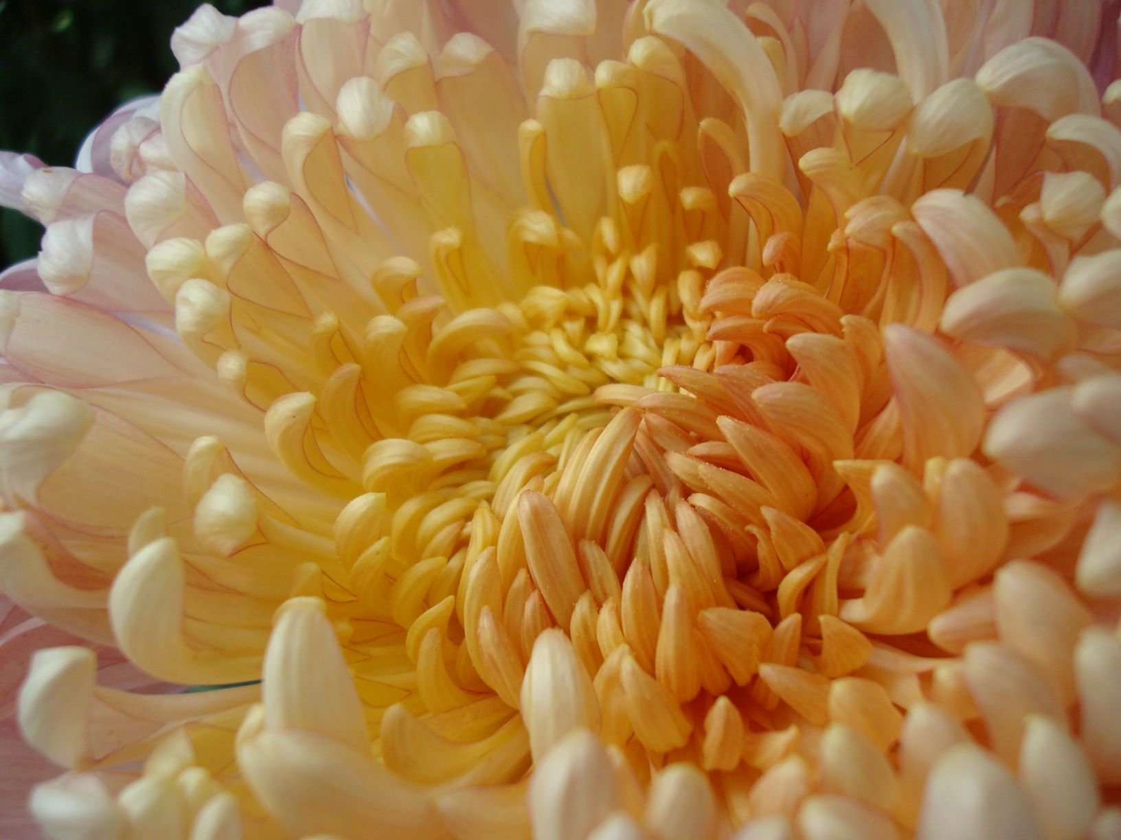 Mum exhibit, special admission offers planned at Botanical Gardens