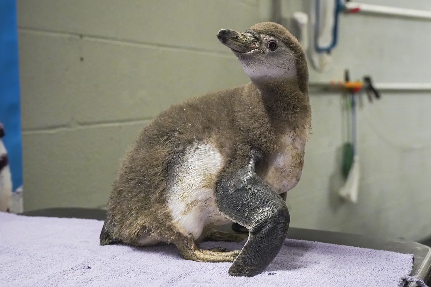 We do want the world to see you! Meet Iris the Humboldt penguin