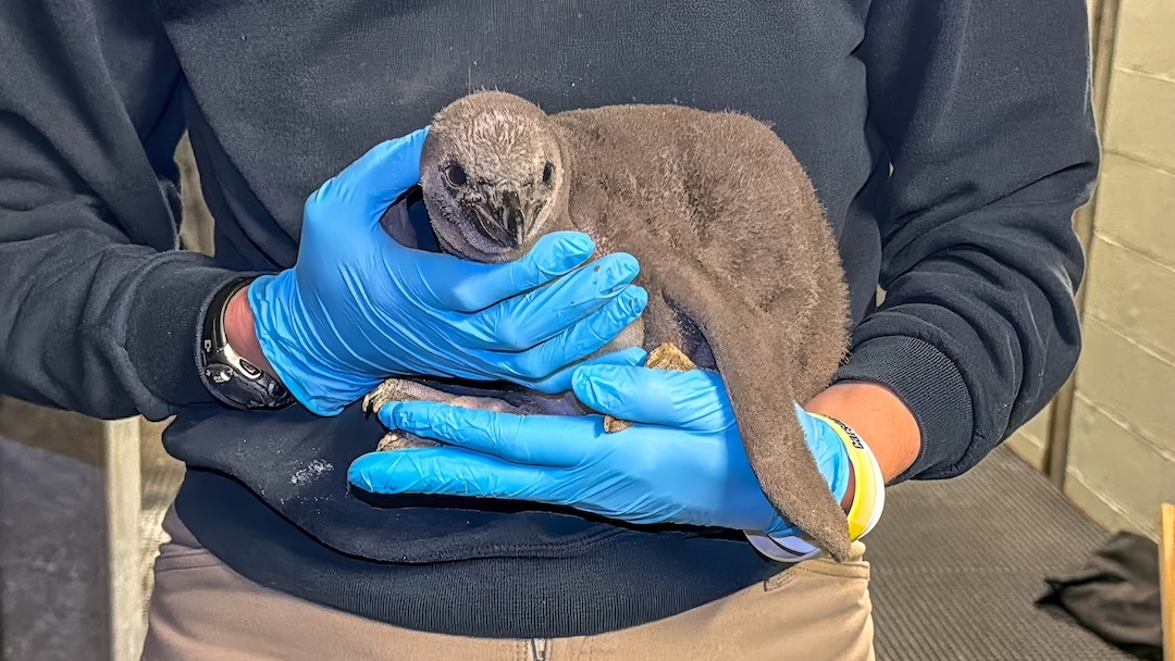 Aquarium of Niagara welcomes penguin chick, invites public to choose ...