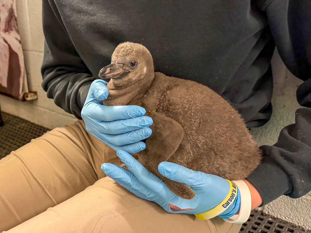 Aquarium of Niagara welcomes penguin chick, invites public to choose ...