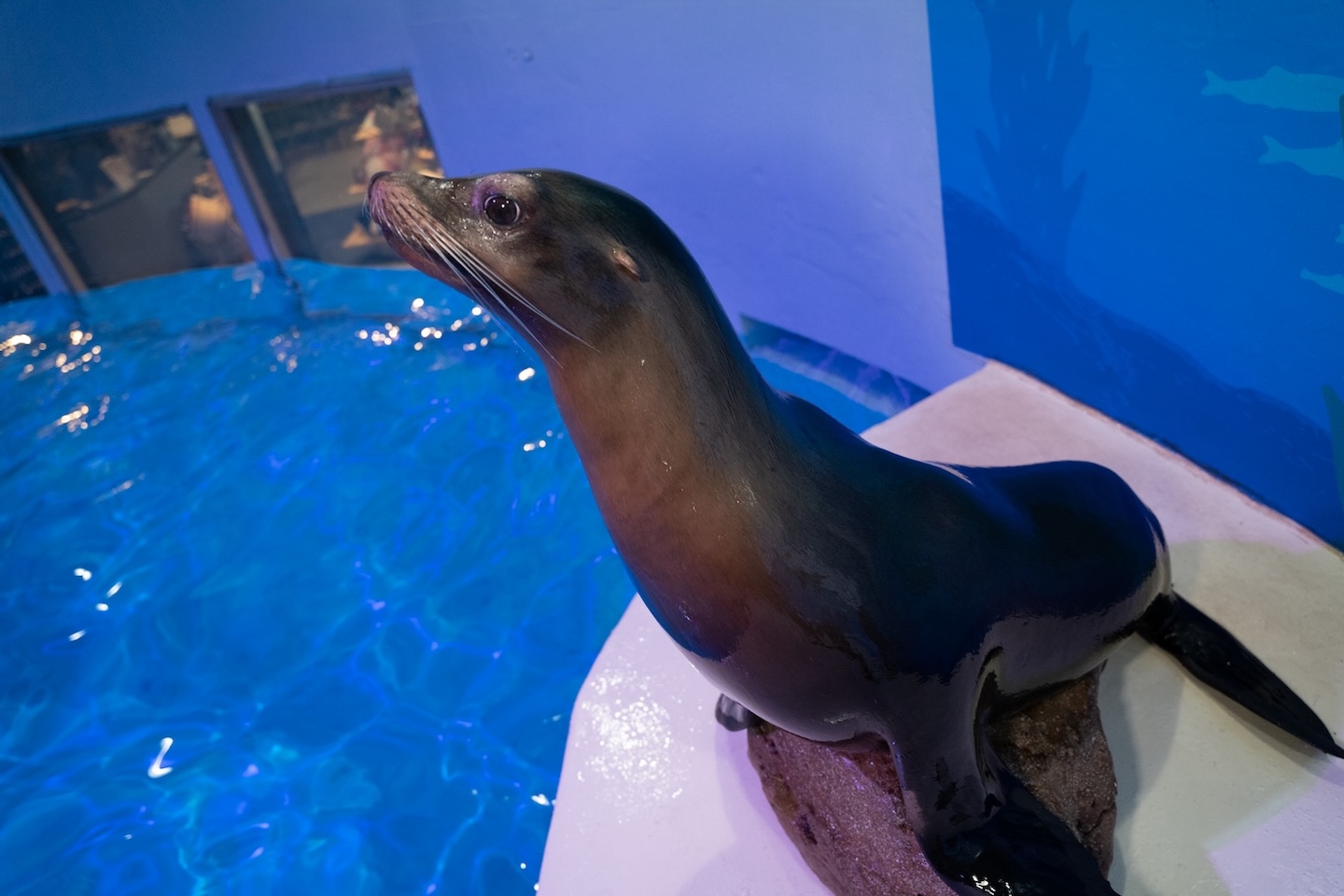 Aquarium of Niagara announces passing of California sea lion Arie