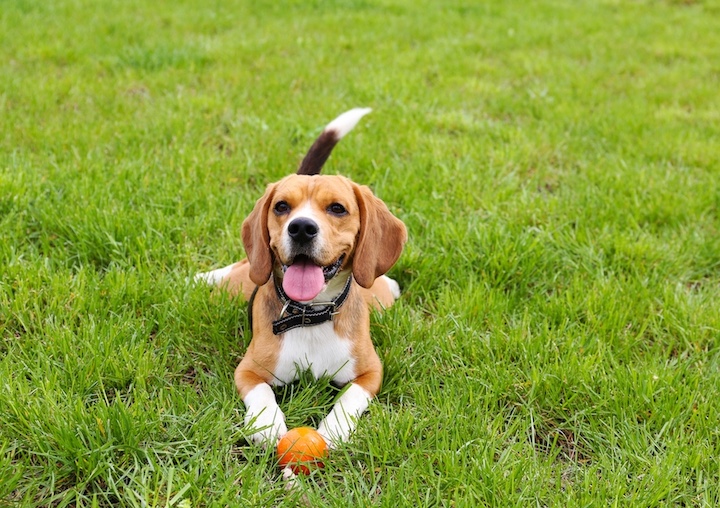 Botanical Gardens & Awesome Paws rescue team up for 'Bloom and Bark ...