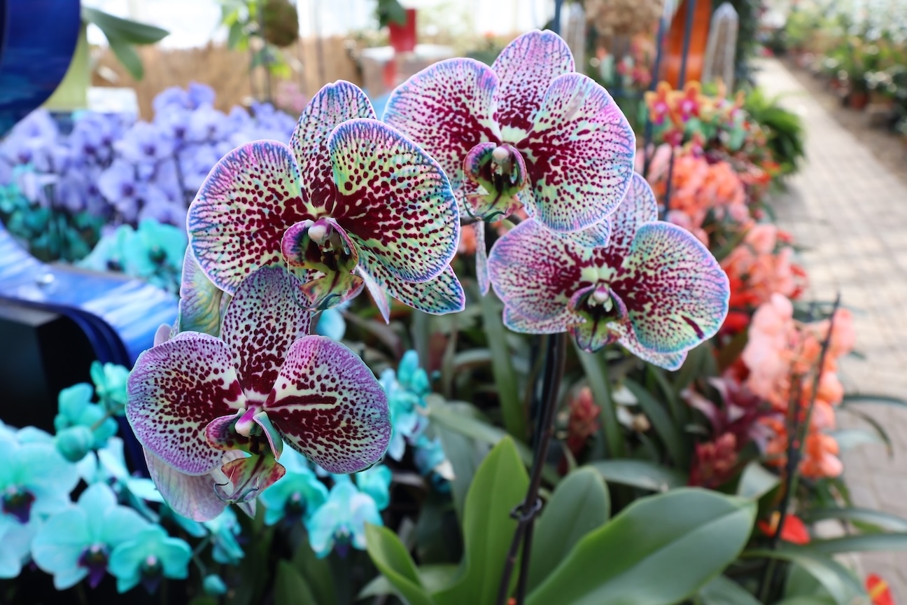 Think warm thoughts: Orchid exhibit, 'Orchids After Dark' returns to ...