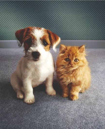 City of Buffalo Animal Shelter in critical need of adoptive & foster homes