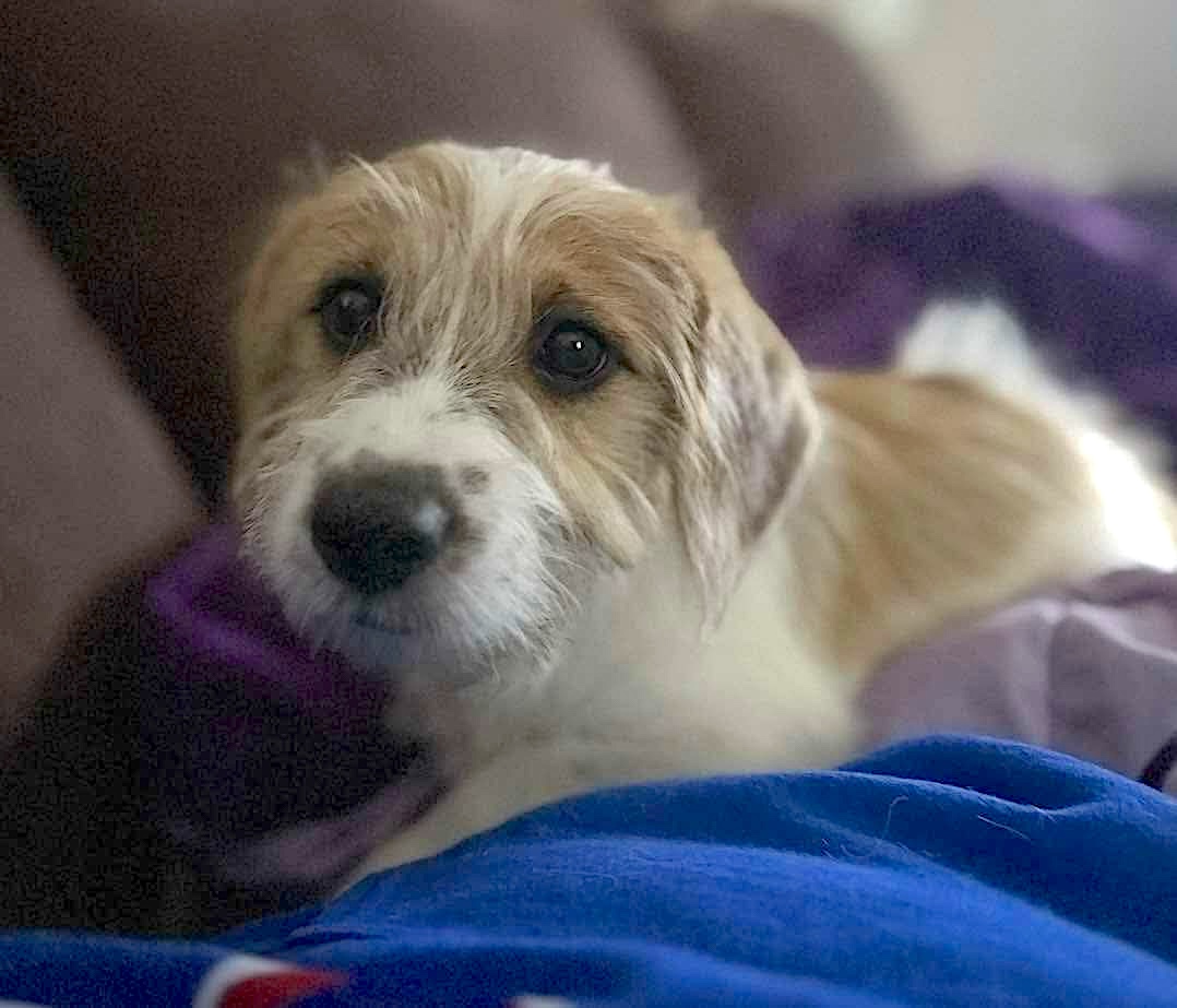 'Thankful Fur Pets' adoption event Nov. 22 at Buffalo RiverWorks
