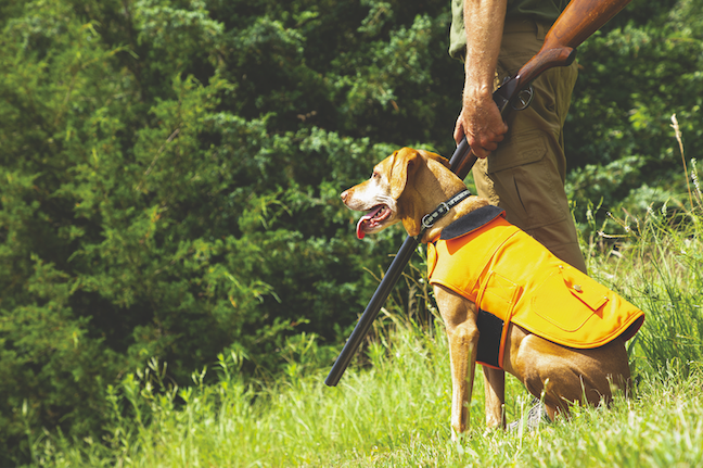 DEC: NYS 2024-25 hunting and trapping licenses now on sale