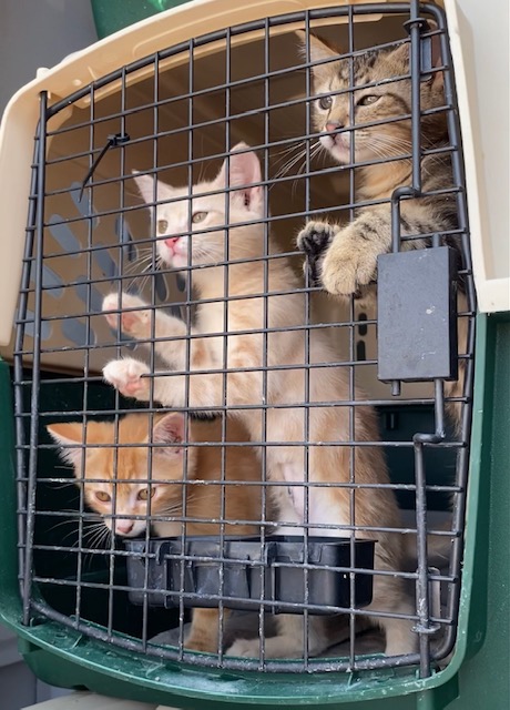 Ten Lives Club awarded $10,000 grant from East Hill Foundation to save ...